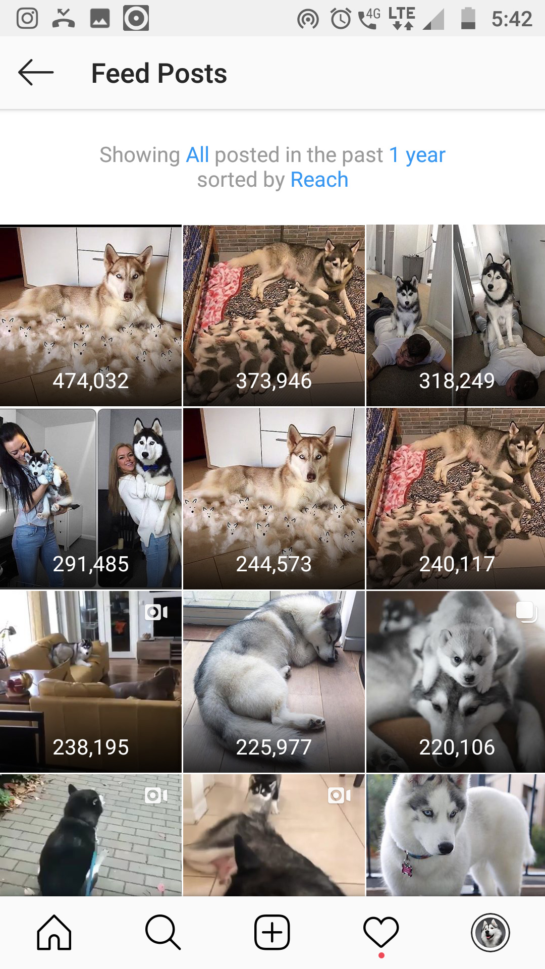 Selling IG with Pets Dog niche: 73.3k - Instagram Accounts - SWAPD